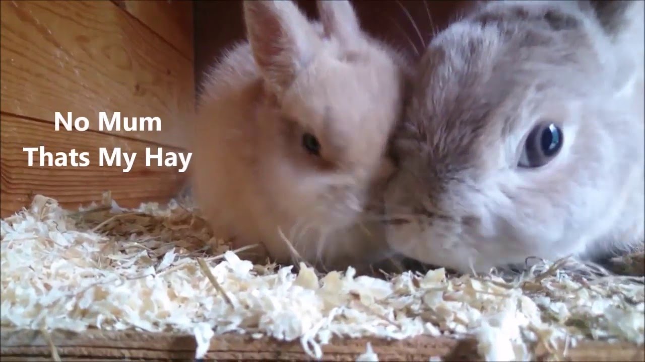 Stunning Cute Fawn Netherland Dwarf Rabbits Baby To Adult - YouTube