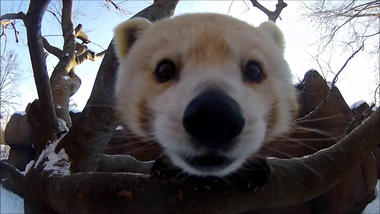 Up Close and Personal with Red Pandas - YouTube