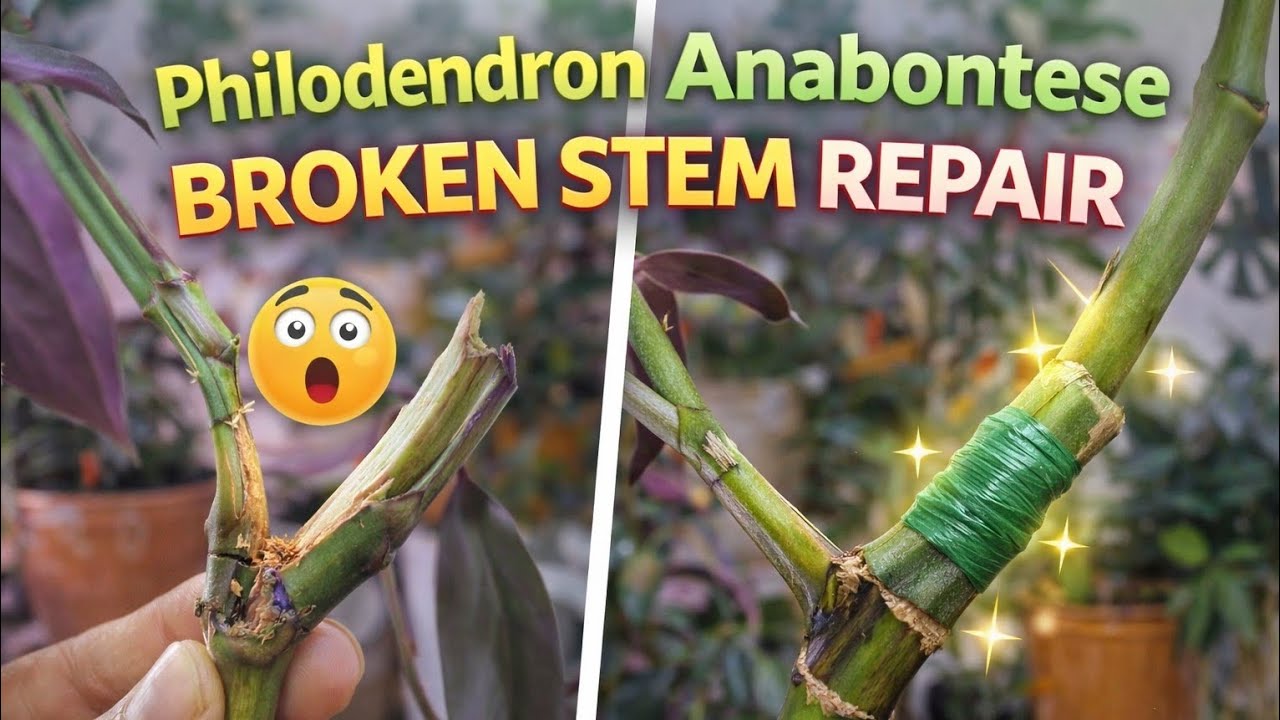 More Plant Chores 🪴 Broken Stem with Nodes - YouTube
