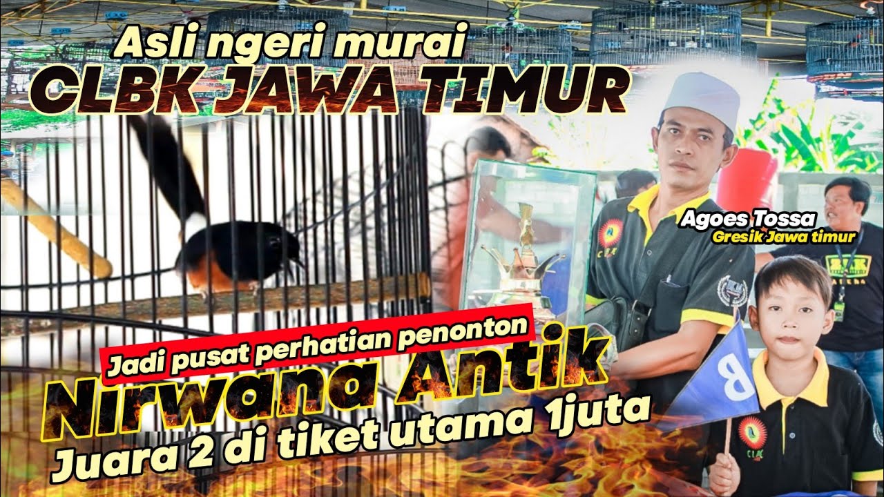 juara 2 murai batu NIRWANA ANTIK milik AGOES TOSSA CLBK JAWA TIMUR di ...