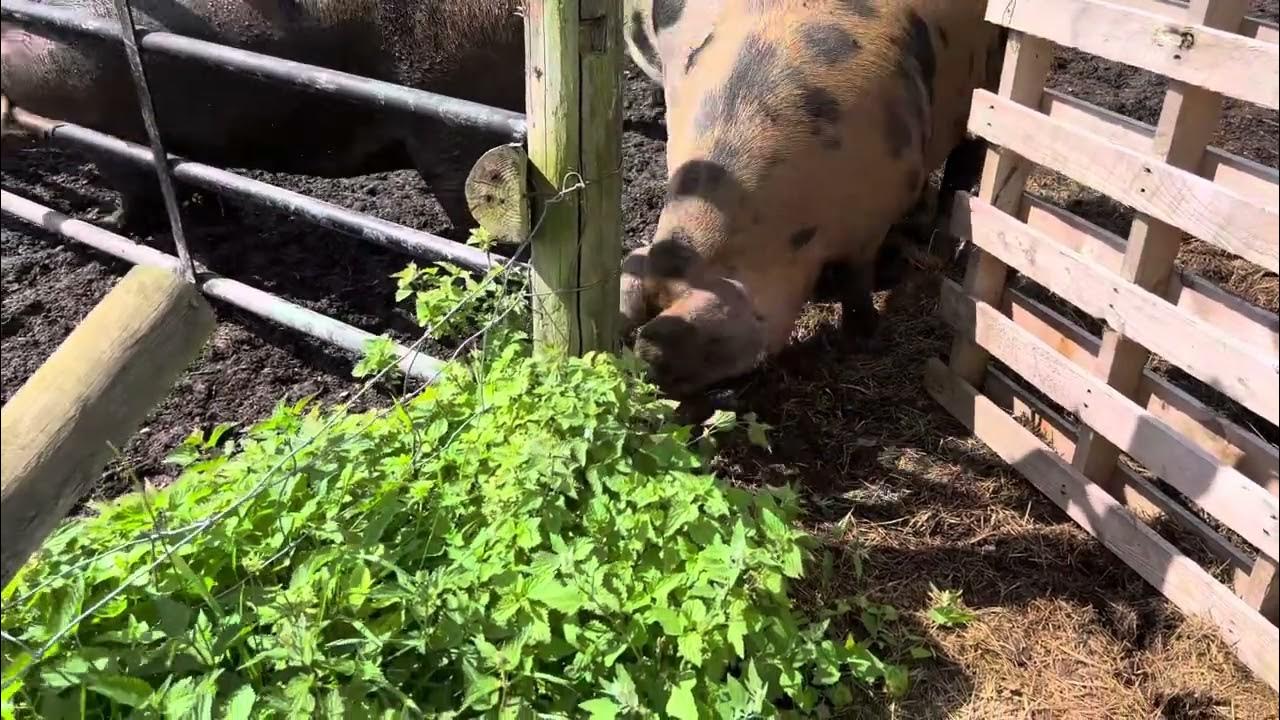 Enjoying a wallow and a new enclosure. Our happy pigs Winnie, Pickle ...