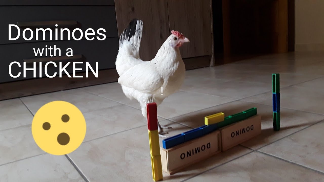 OUR CHICKEN DROPPING THE DOMINOES FOR HER FIRST TIME! - YouTube