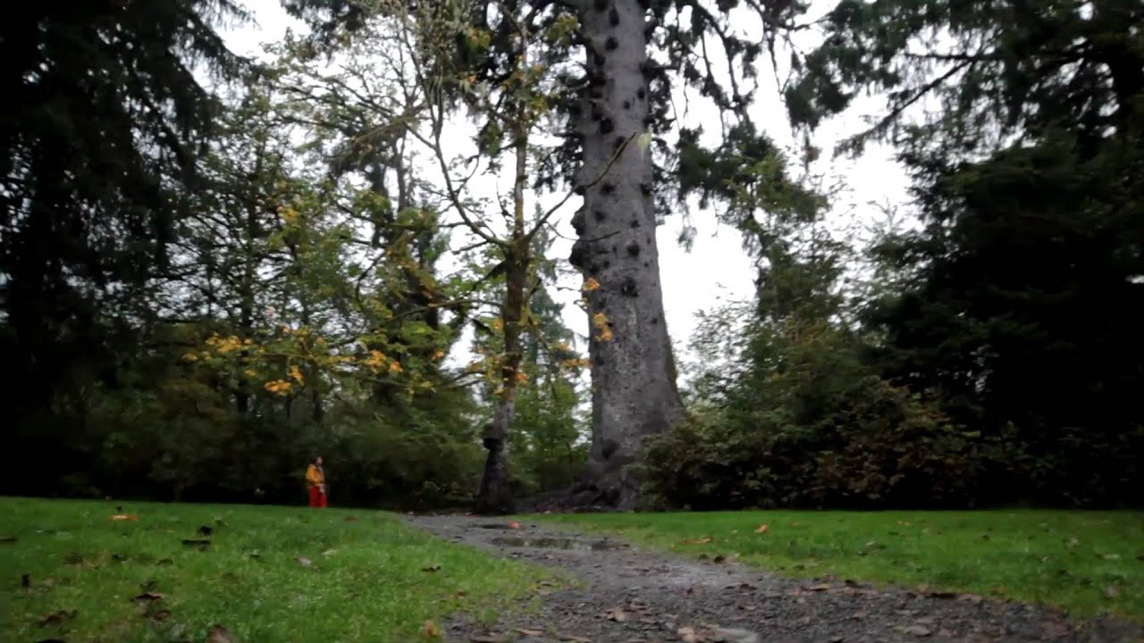 World's Largest Sitka Spruce in The Valley of the Giants - YouTube
