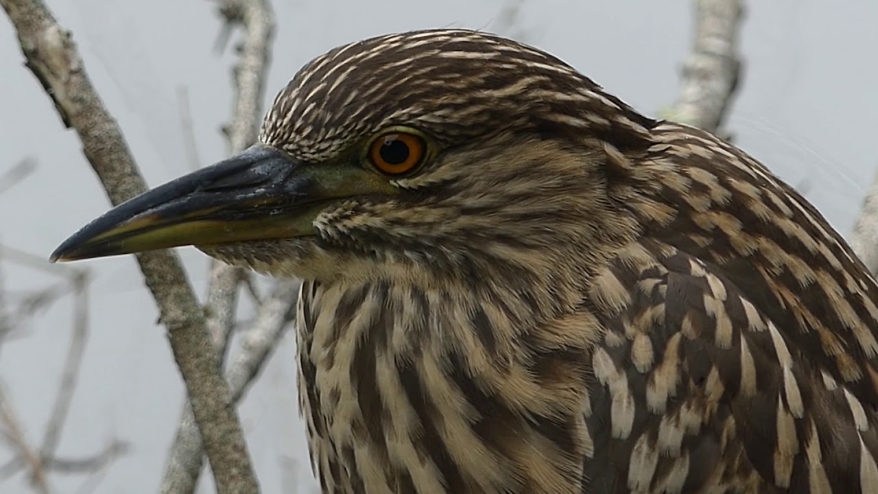 ave selvagem SOCÓ DORMINHOCO JOVEM fauna brasileira silvestre pantanal ...