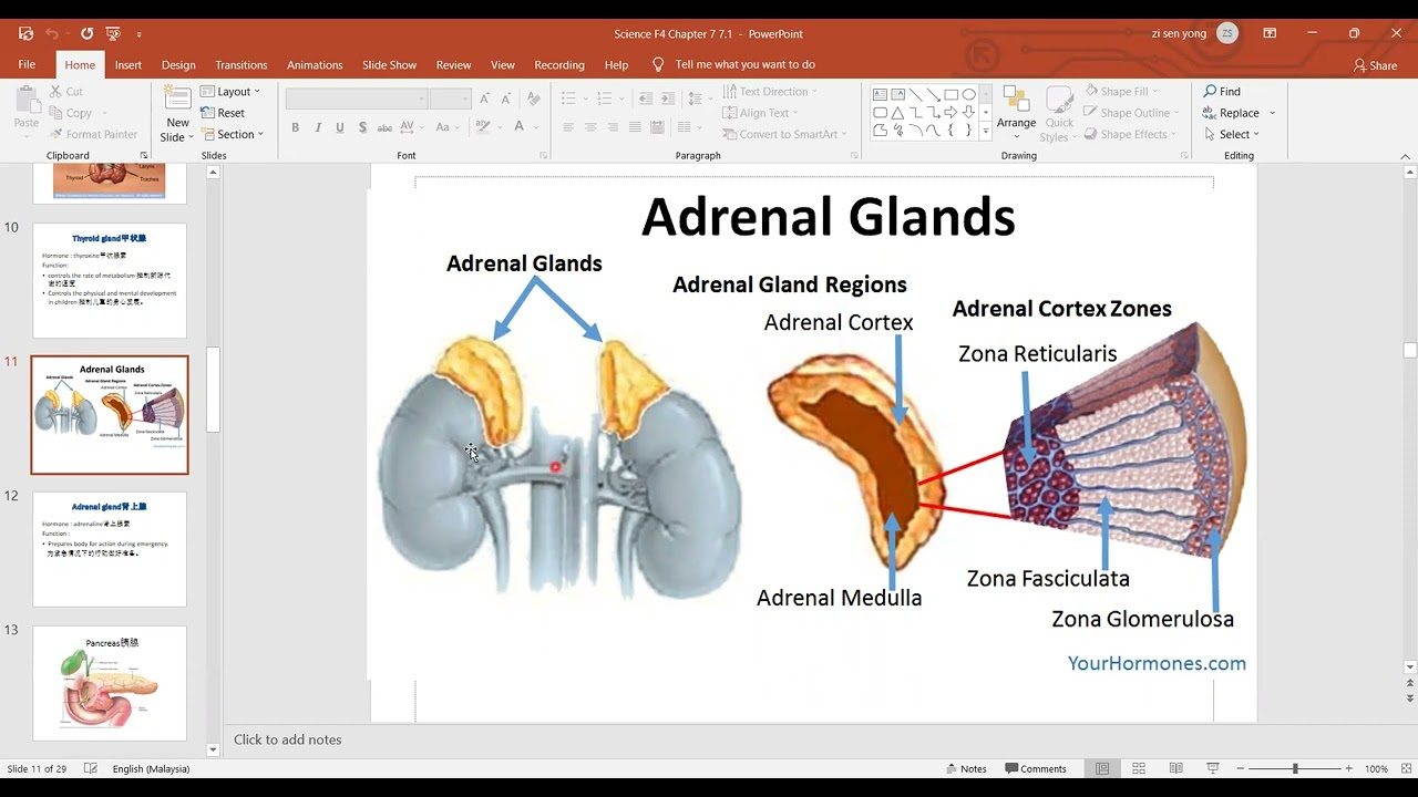 KSSM FORM 4 Science Chap 7.1 Human Endocrine System - YouTube