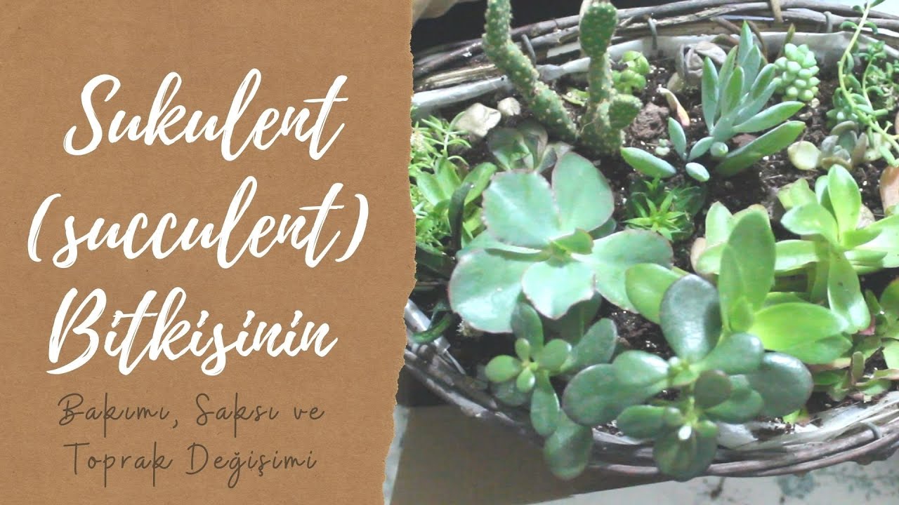 Sukulent (succulent) Bitkisinin Bakımı, Saksı ve Toprak Değişimi - YouTube