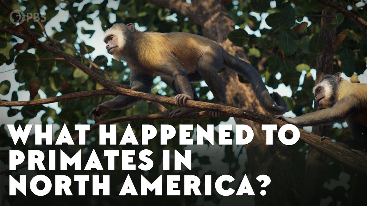 What Happened To Primates In North America? - YouTube