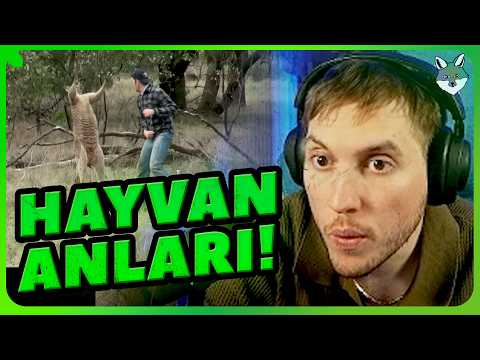 Efsane Hayvan Anlarına Tepki! (@DailyDoseOfInternet) | RRaenee