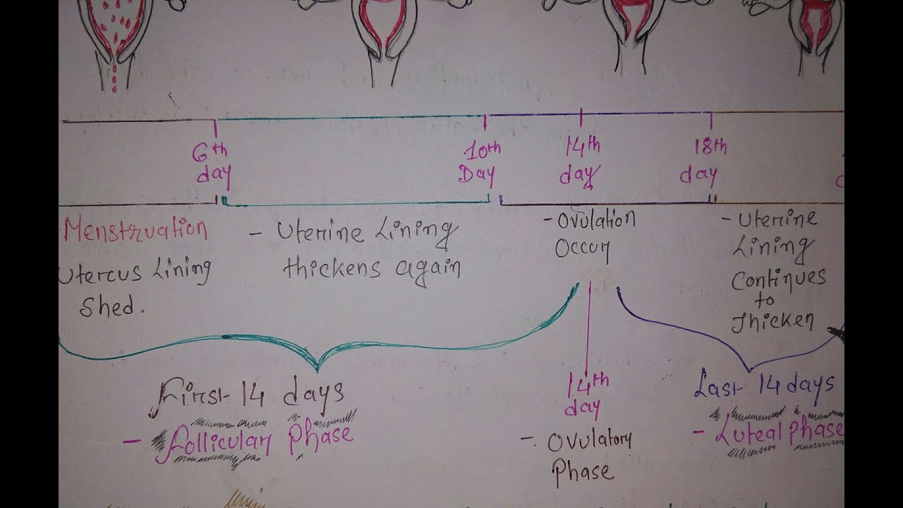 MENSTRUAL CYCLE INTRODUCTION - YouTube