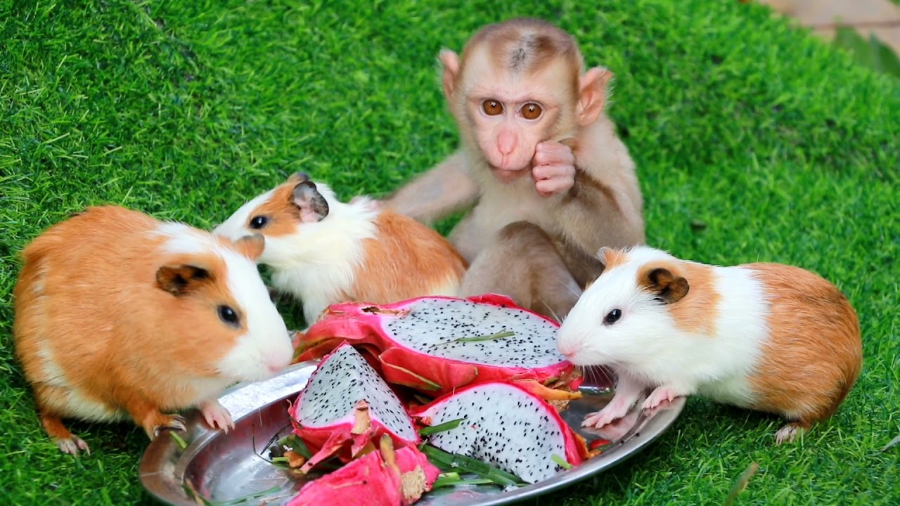 Jelly monkey having breakfast with friends 😂 - YouTube