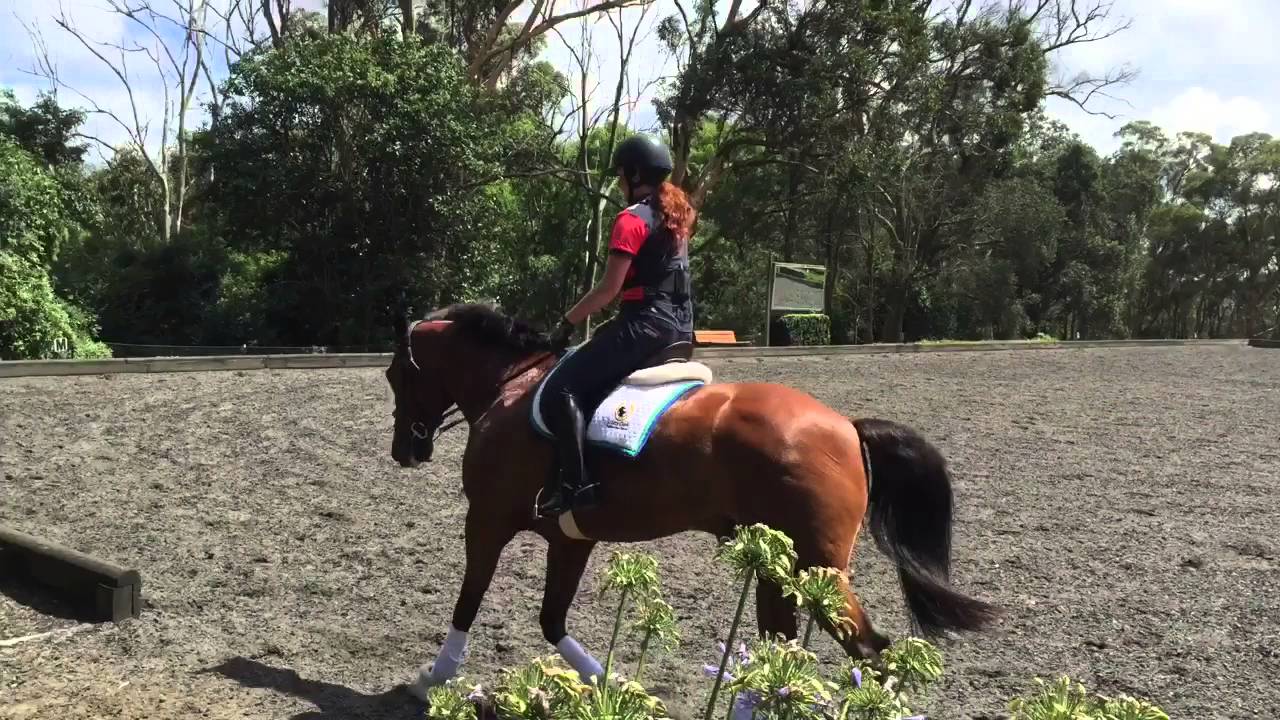 Dressage a Standardbred's Tale to Success - YouTube