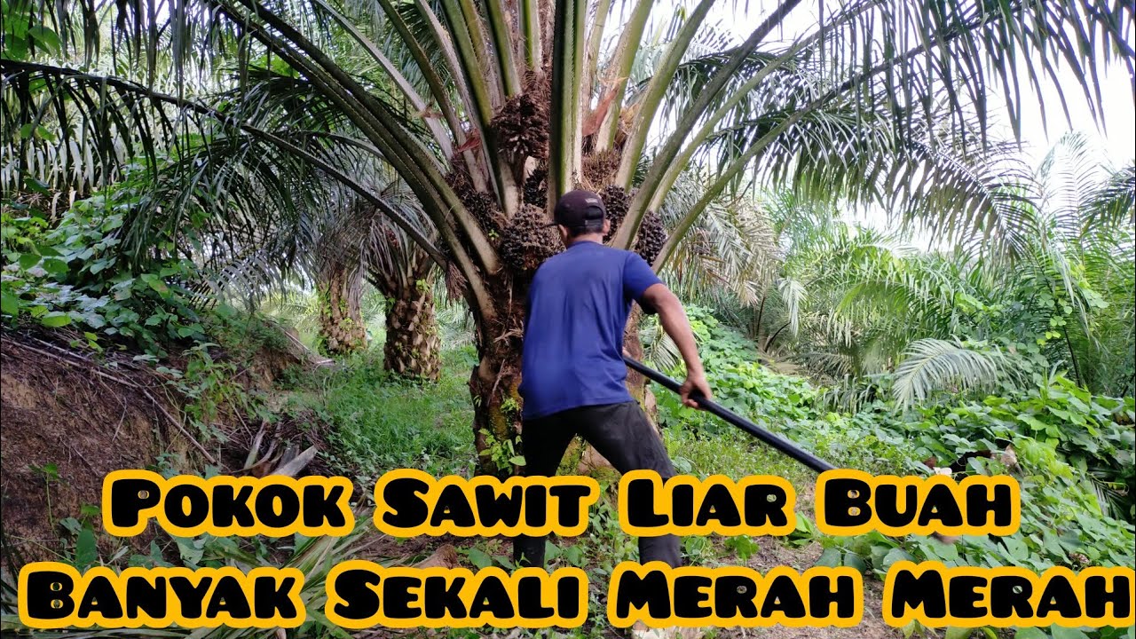 Pokok Sawit Liar Buah Banyak sekali Sudah Banyak yang Merah merah - YouTube