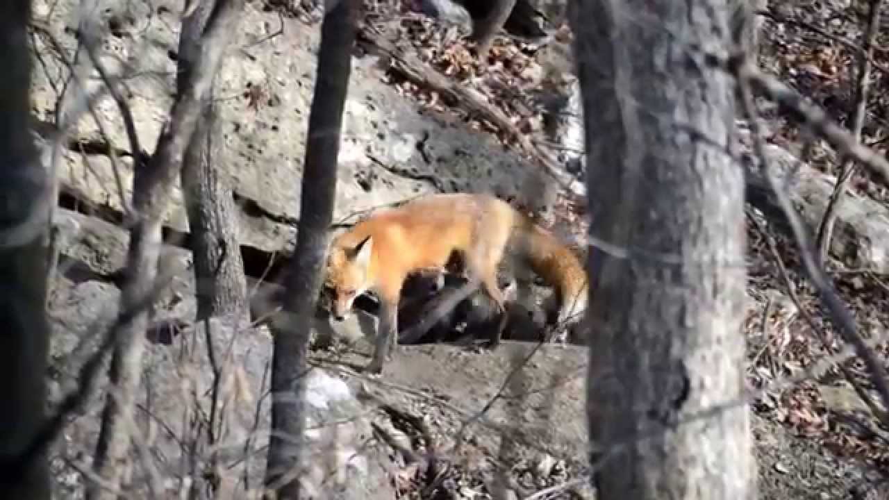 Mother Fox Tends to Her Six Babies - YouTube