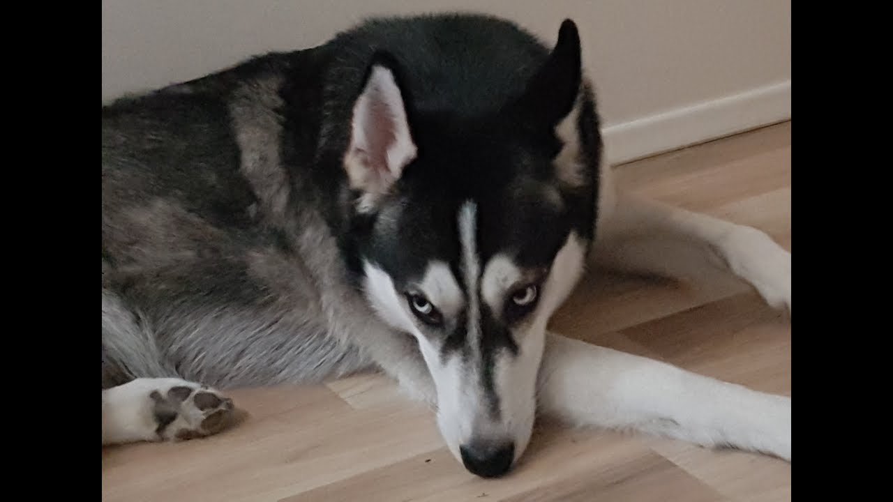 Husky Pouting for no Reason or Turn Off That Darn Camera Mama! - YouTube