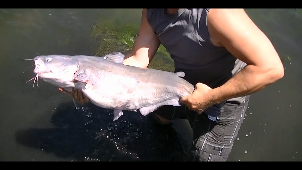 8-1-13 & 7-30-13 Stocking MONSTER 25+ LB. CATFISH, blue/channel cats ...