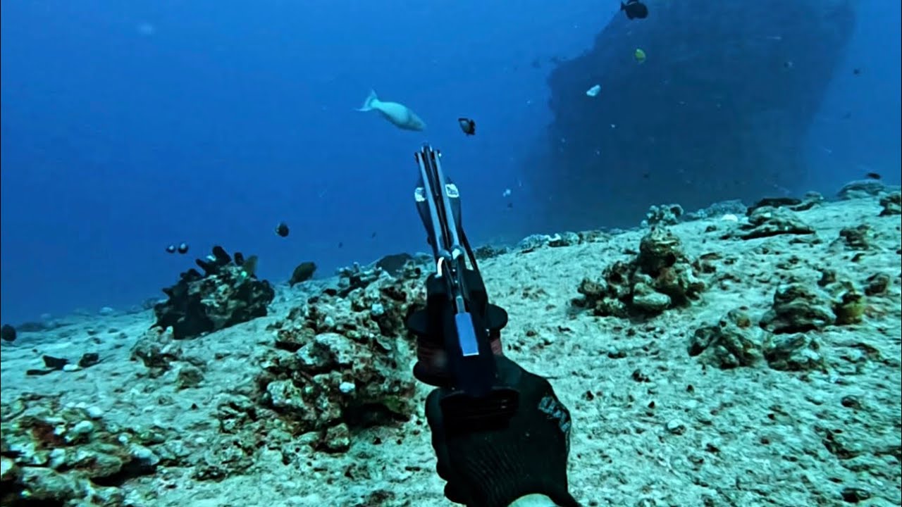 “2 Years of Spearfishing Adventures: Top Safety Tips, Epic Catches ...