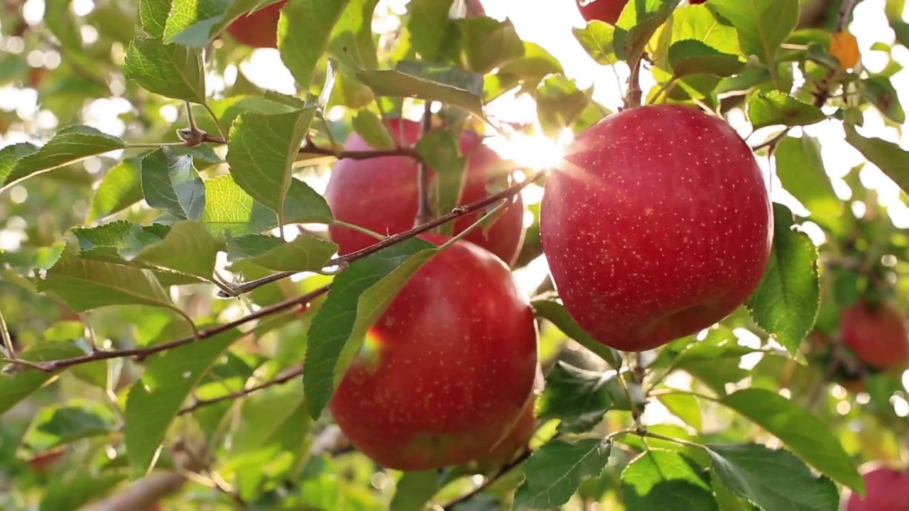 Discover Farmbox - Organic Fruits & veg in UAE - 2 - YouTube