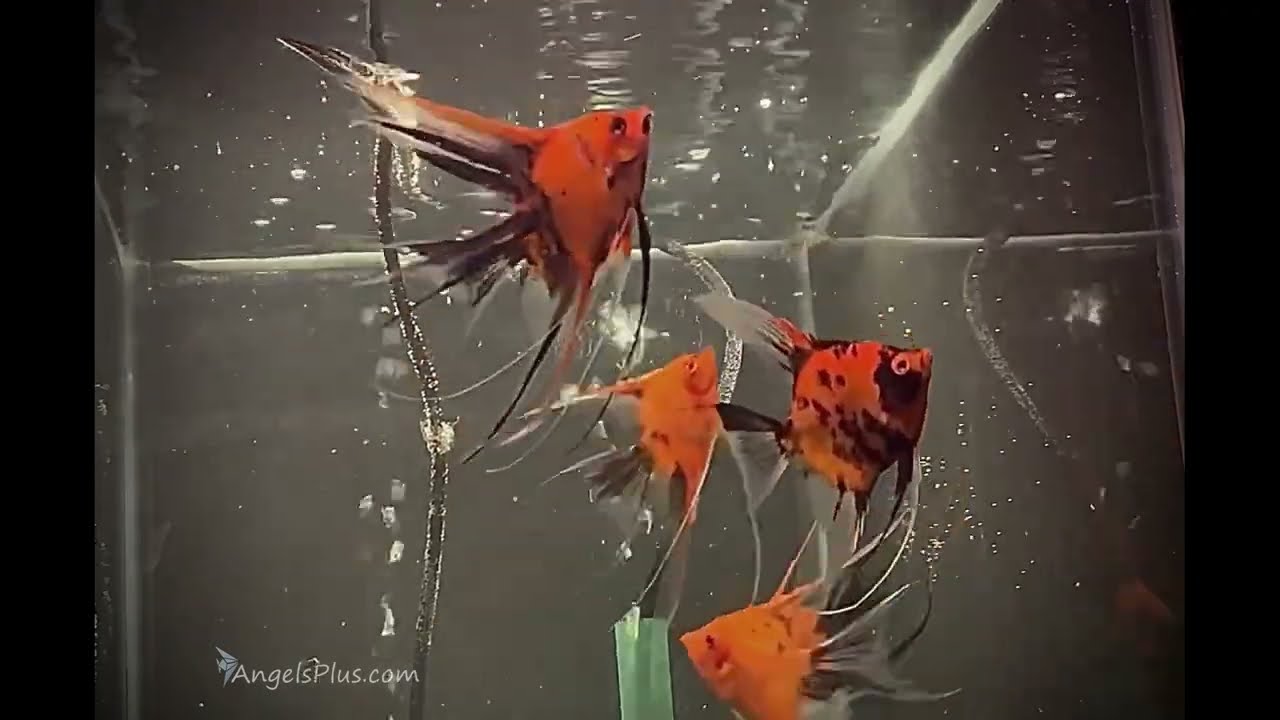 Koi Angelfish Group 280 - YouTube