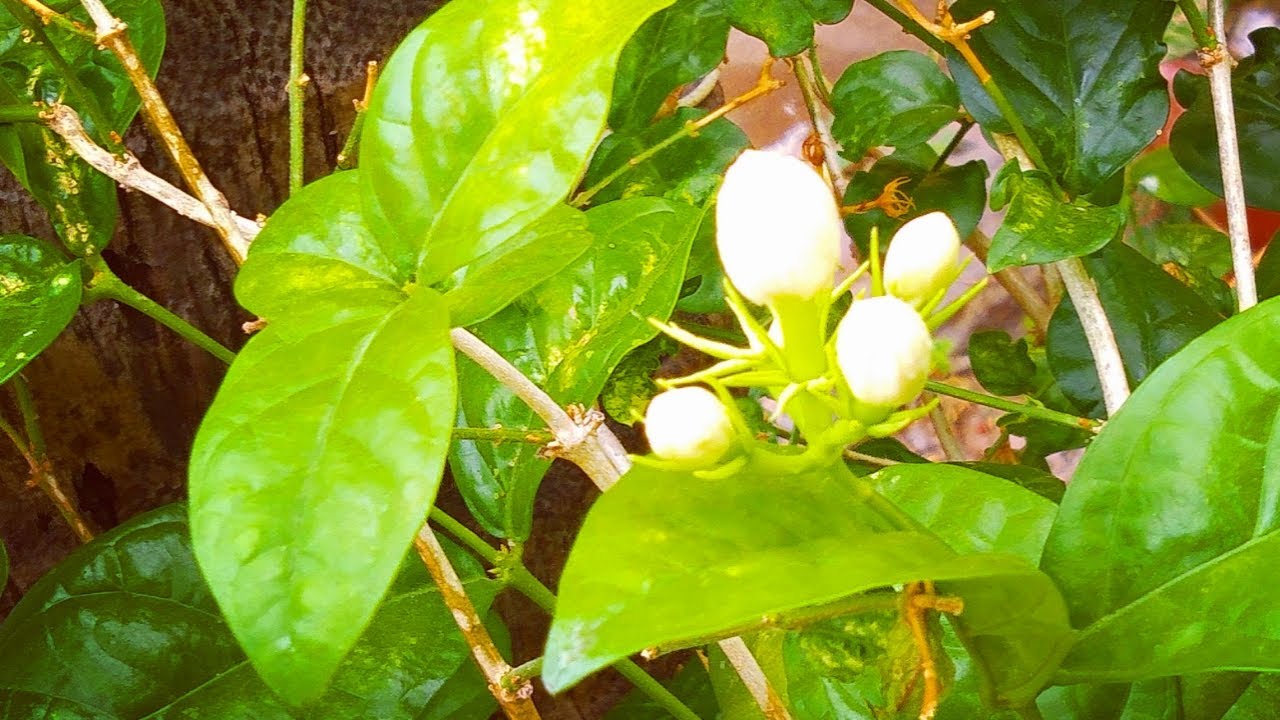Garden tour in my village / mallipooo #kundumaalli #nithiyamalli # ...