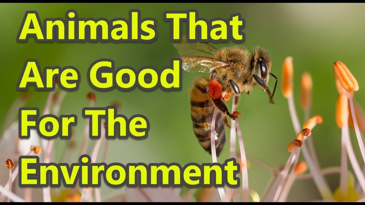 Top 10 Animals That Are Good For The Environment - YouTube