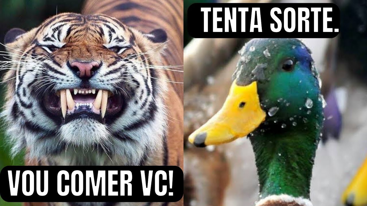 Memes Melhor Fuga. - YouTube