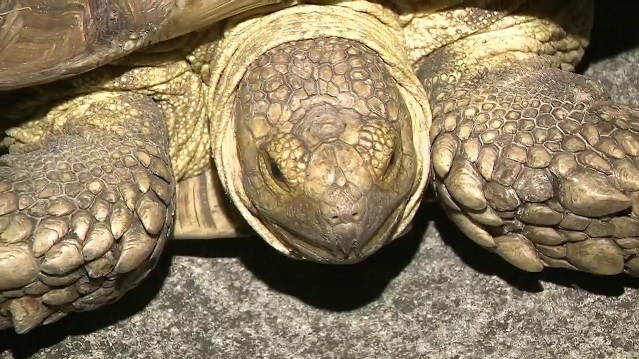 Tortoise reunites with owner in Miami Gardens - YouTube