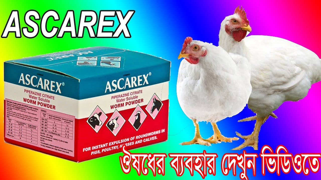 গোলকৃমিনাশক ঔষধ Ascarex।SUNDARBANFARM COM - YouTube