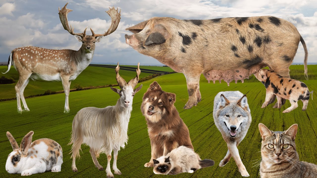 Incredible Animal Sounds Compilation – Cat, Dog, Deer, Wolf, Goat, Pig ...