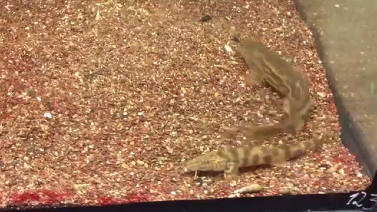 Triplophysa siluroides - YouTube