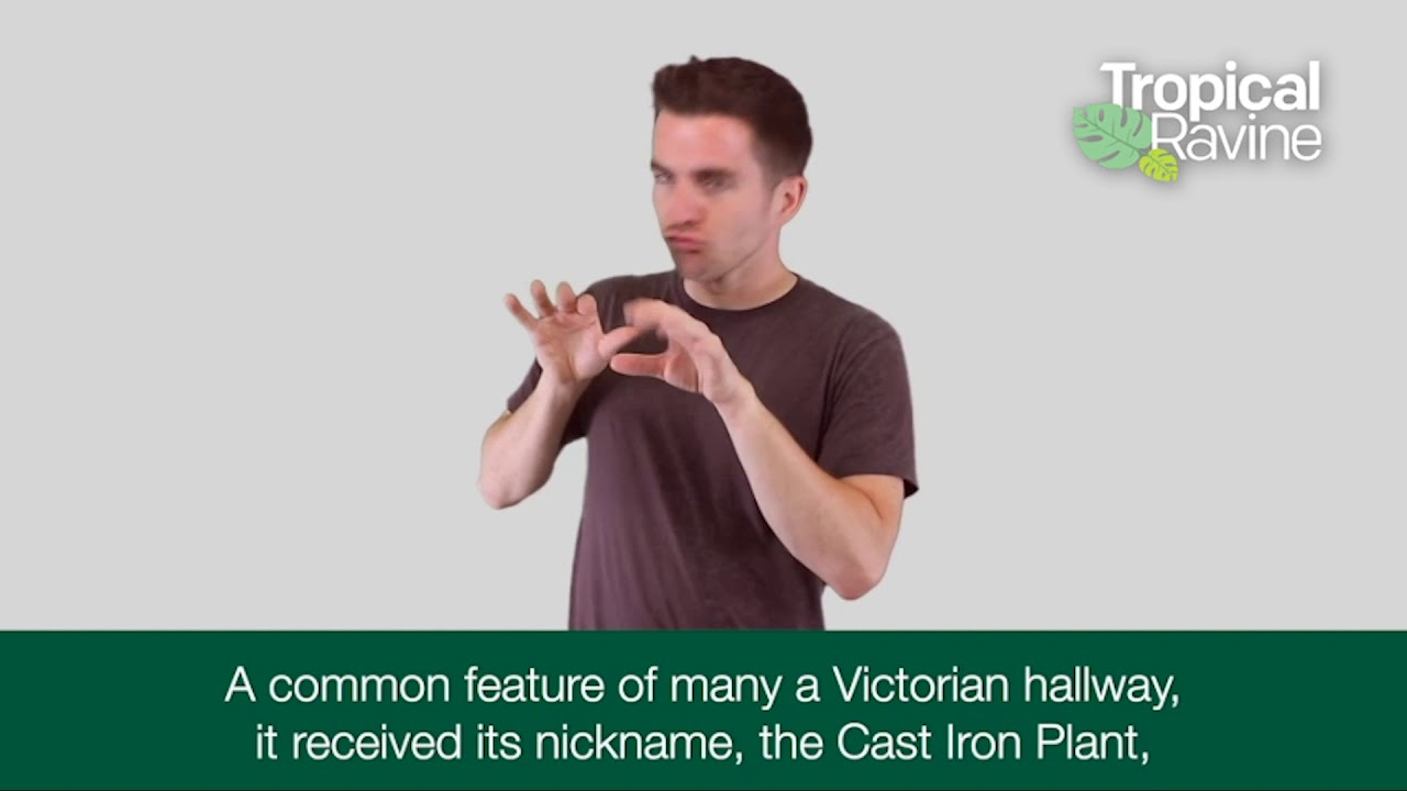Cast Iron Plant British Sign Language 2 - YouTube