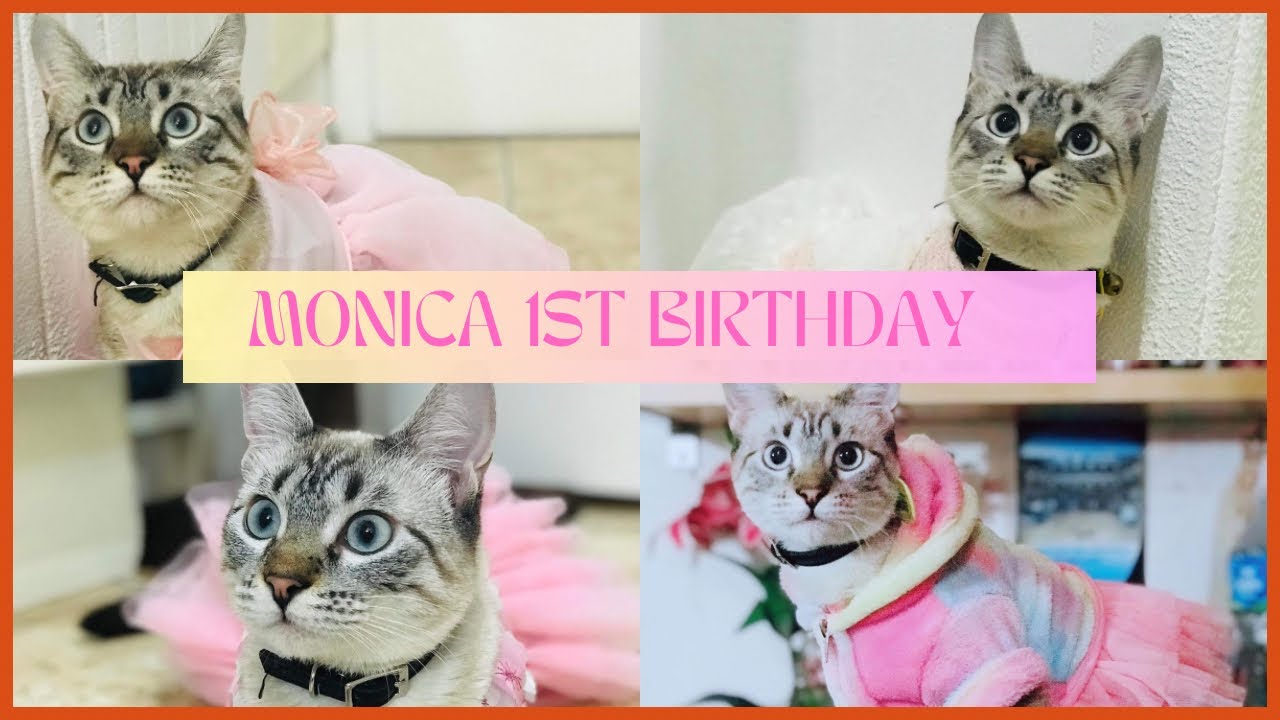 Monica 1st Birthday | Adorable Cat birthday 🎂 - YouTube