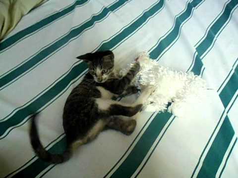 Cat VS Stuffed Toy!!:)