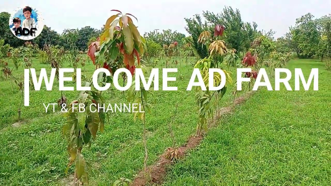 What is Mango malformation 2023||Mango malformation diseas causes,Types ...