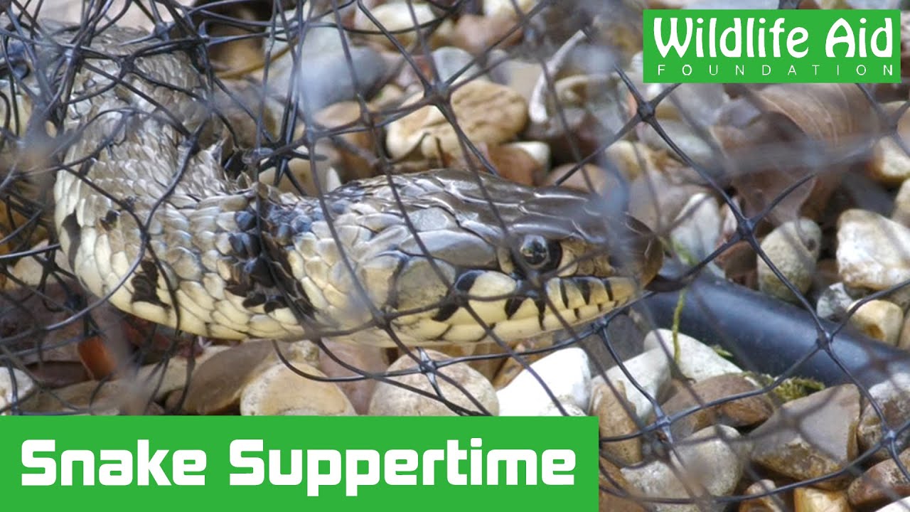 Stuck snake saved from netting nightmare! - YouTube