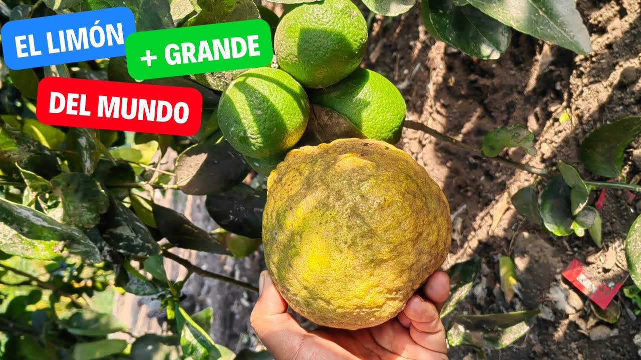 Limón Criollo el mas grande del mundo y muy resistente - YouTube