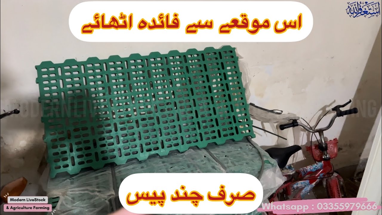 Limited Plastic Pallet and Plastic Beam for Goat Farming | سردی سے ...