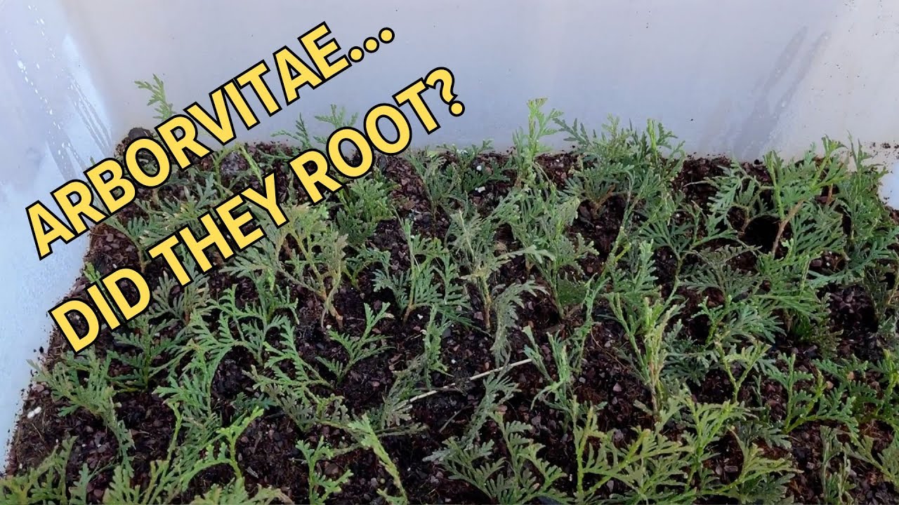 Did They Root - Arborvitae Propagation Update! - YouTube