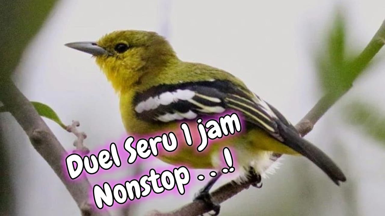1 Hour of SIRTU Sounds Gacor Cipow Cipoh Sirpu Bait to Make the Cipoh ...