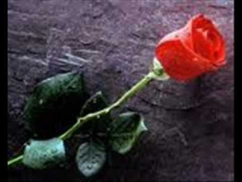 Emrah Çiçek   kırmızı gül demet demet