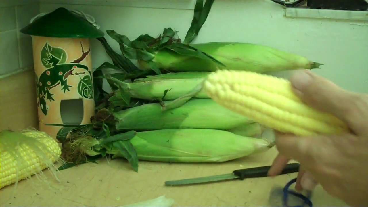How to shuck an ear of corn with ease. - YouTube