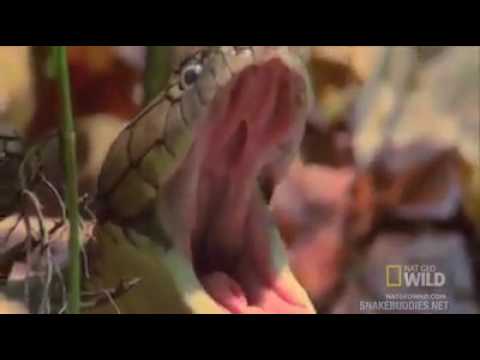 Snake sounded like a chicken