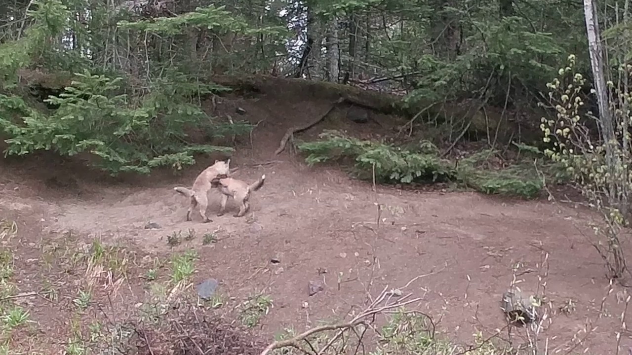 A Visit to the Fox Den # 2 - YouTube