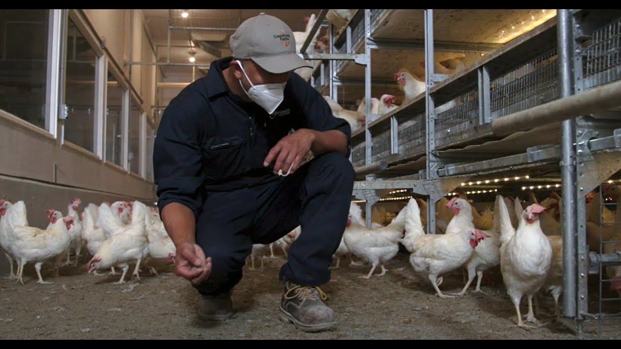 Manitoba Egg Farmers Learning and Research Centre – A Day in the Life ...