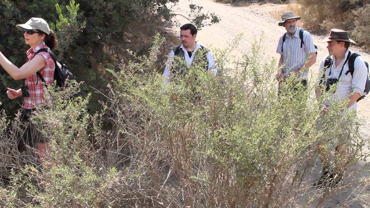 Catching lizards lesson 1 - get the noose right - YouTube