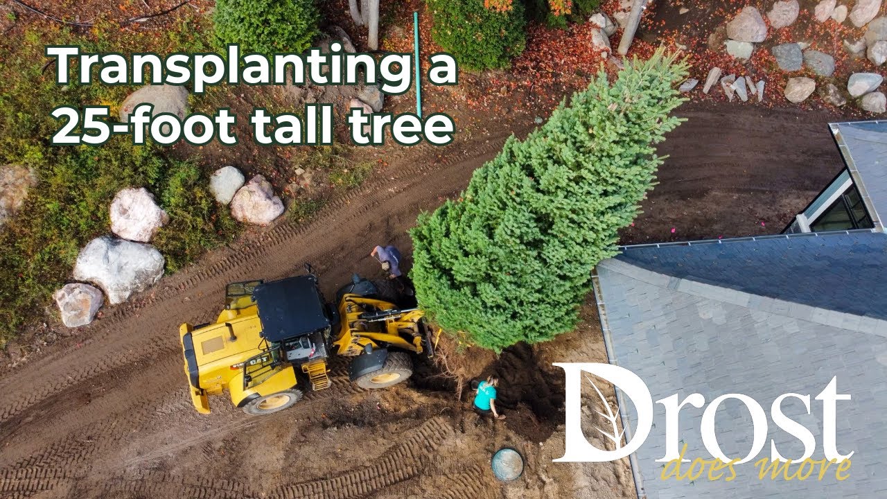 Transplanting a 25-foot tall tree - YouTube