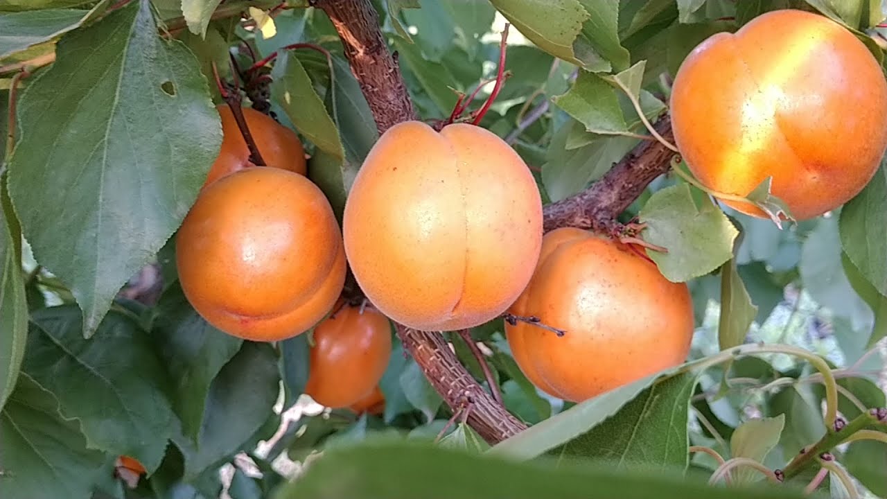 Абрикос Світ Кот. Apricot Sweet Cot. Ранній і солодкий сорт - YouTube