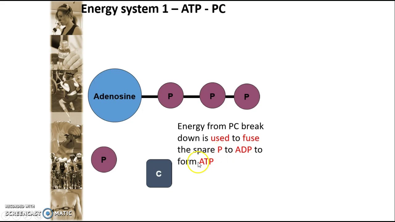 ATP - PC Energy System - YouTube