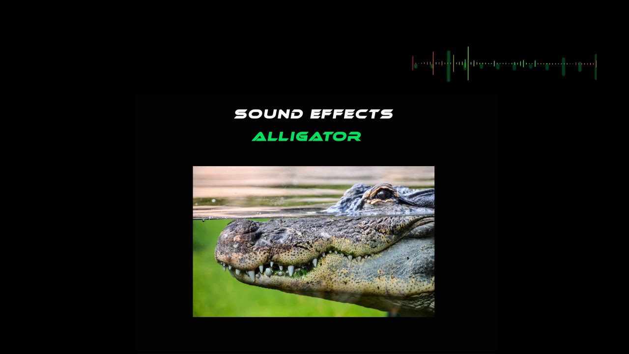 SOUND EFFECTS ALLIGATOR - YouTube