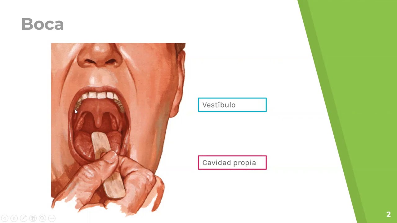 CLASE DIGESTIVO BOCA,FARINGE,ESOFAGO,ESTOMAGO OSCAR Y NATALIA 11/08/20 ...
