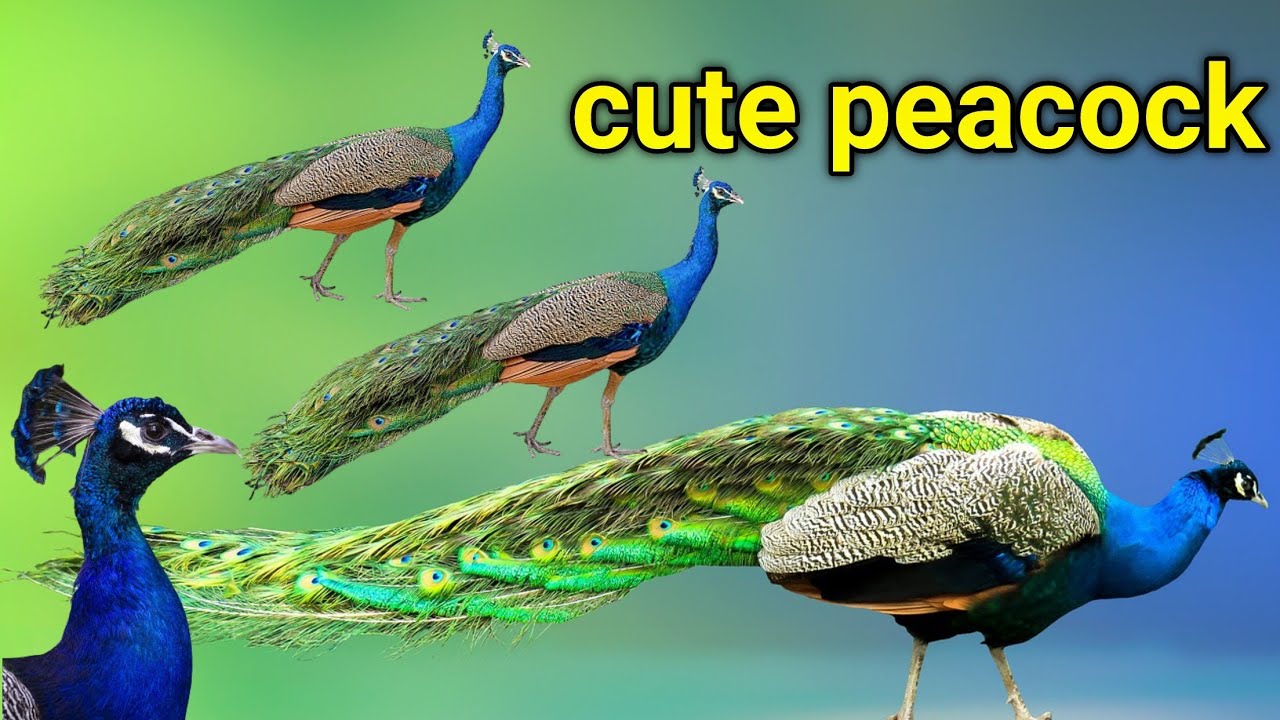 Peacock flying | Peacock dance | Peacock sound | Peacock opening ...